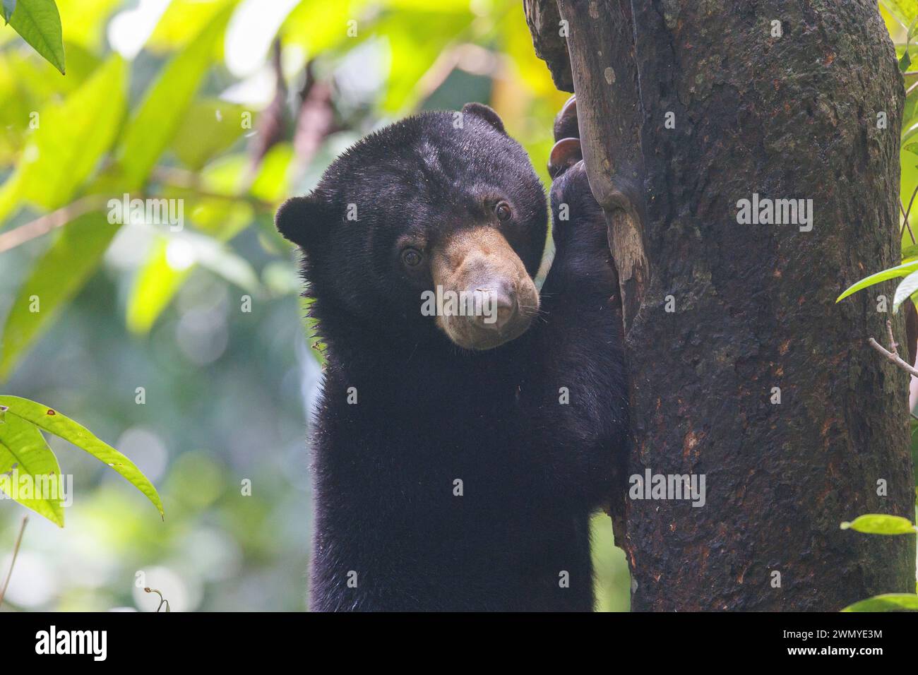 Malaysia, Borneo, Sabah, Sepilok Rehabilitation Center, Rescue and ...