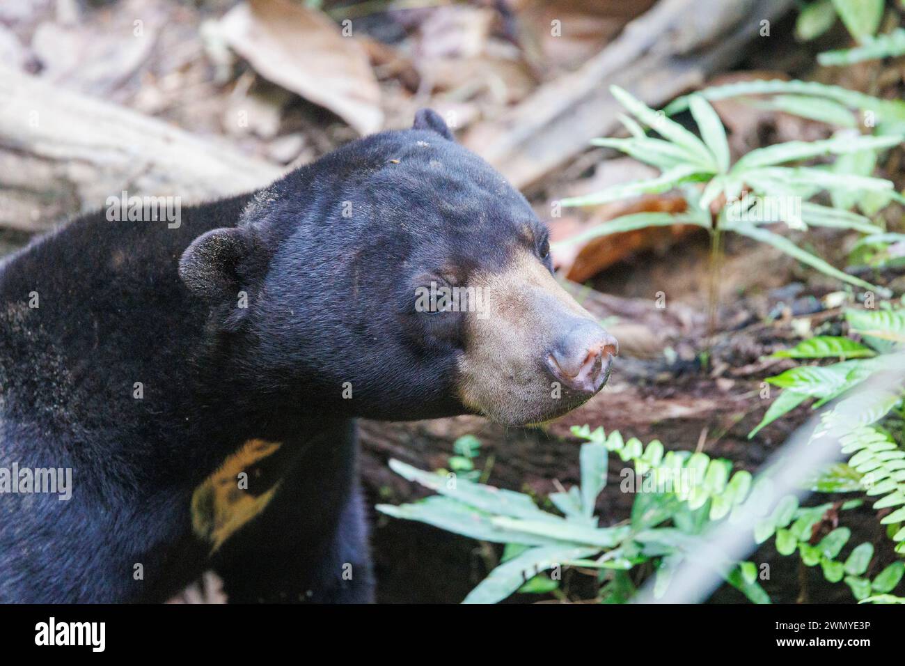 Malaysia, Borneo, Sabah, Sepilok Rehabilitation Center, Rescue and ...