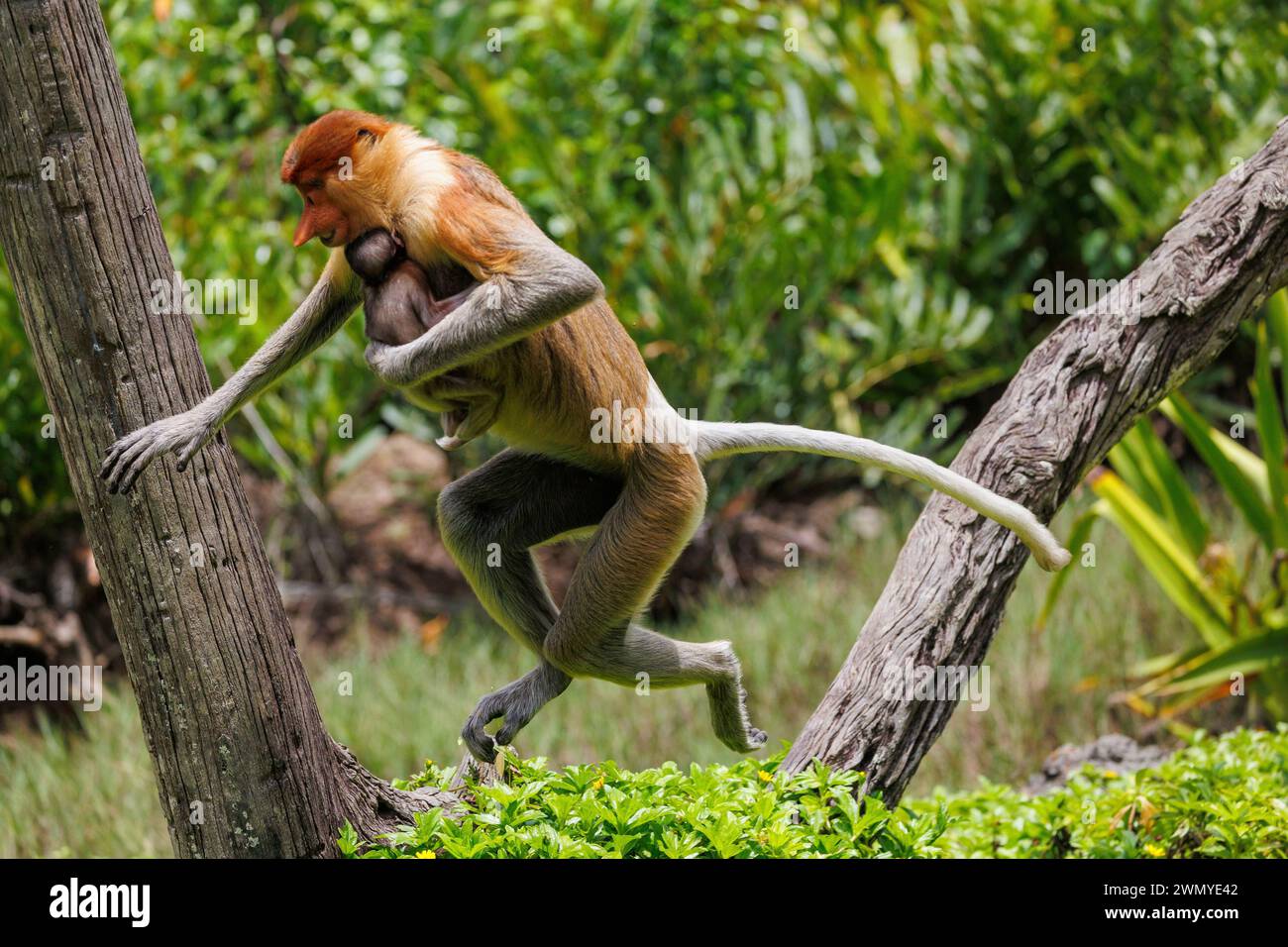 Malaysia, Borneo, Sabah, Reserve of Labuk Bay, Proboscis monkey or long ...