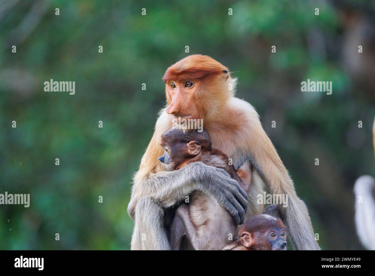 Malaysia, Borneo, Sabah, Reserve of Labuk Bay, Proboscis monkey or long ...