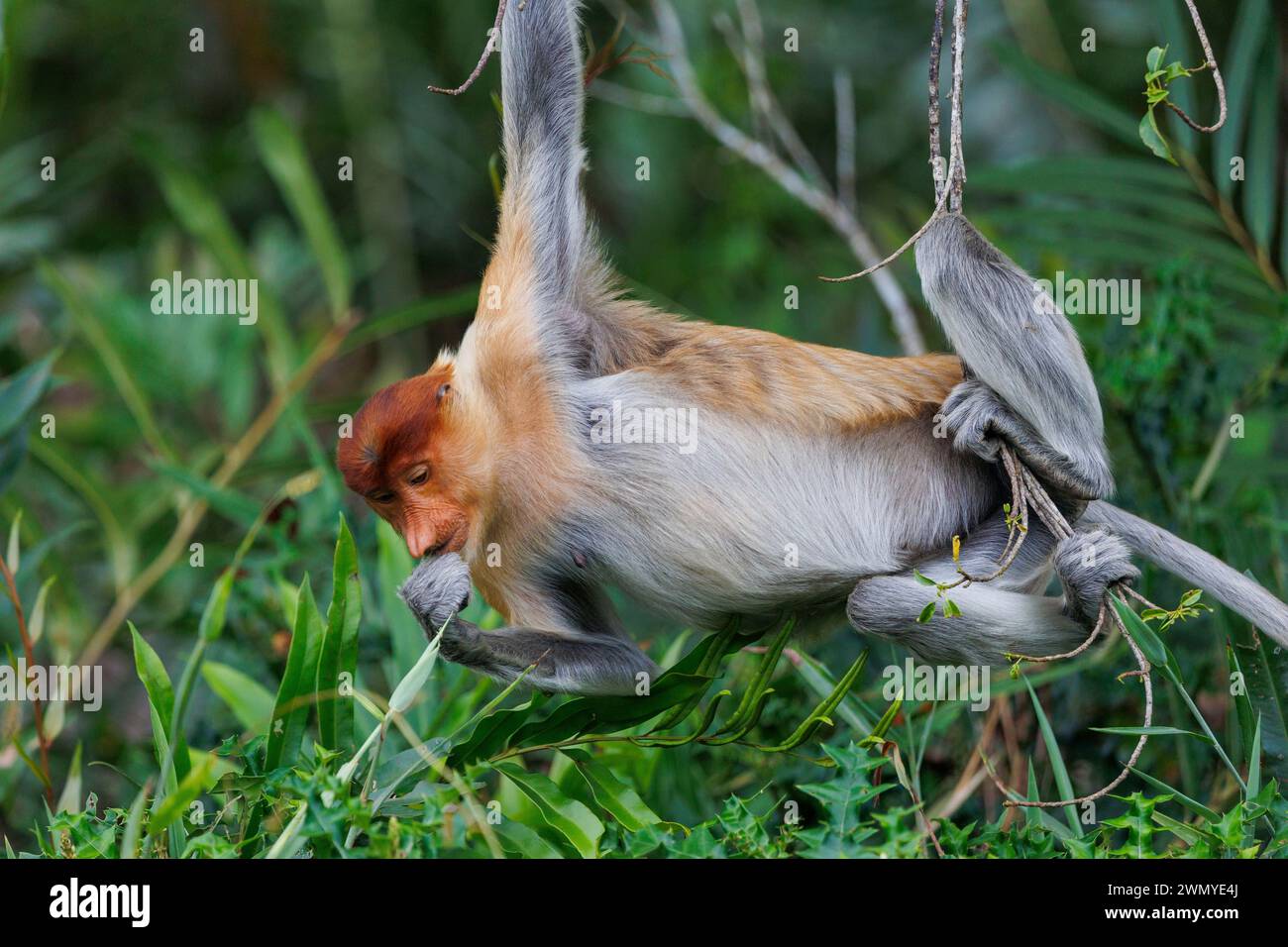 Malaysia, Borneo, Sabah, Reserve of Labuk Bay, Proboscis monkey or long ...