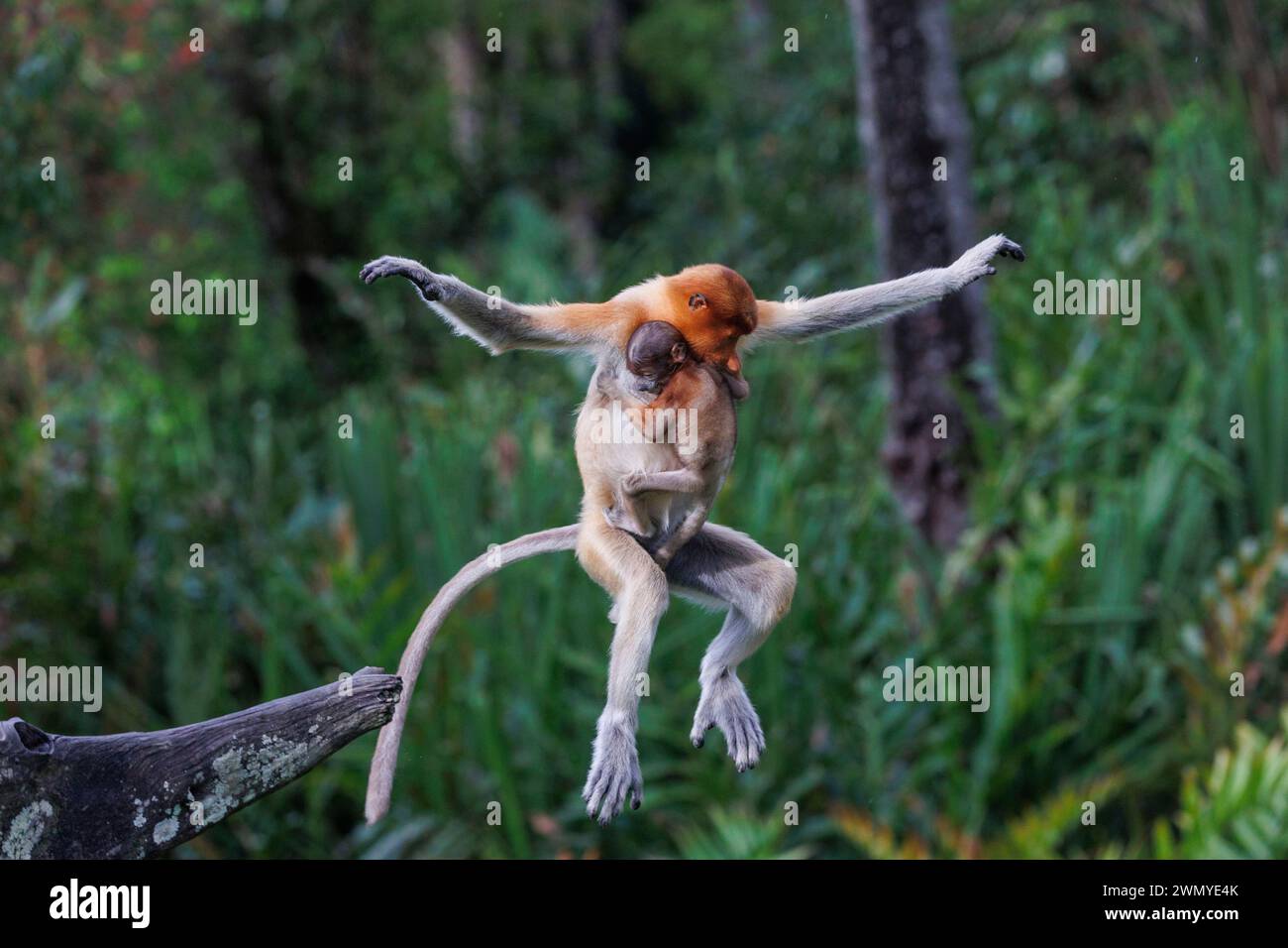 Proboscis monkey jumping labuk hi-res stock photography and images - Alamy