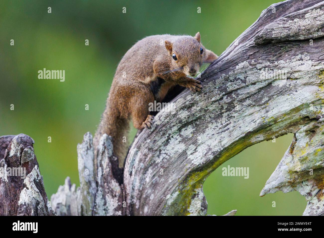 Malaysia, Borneo, Sabah, Reserve of Labuk Bay, Borneo black-banded ...