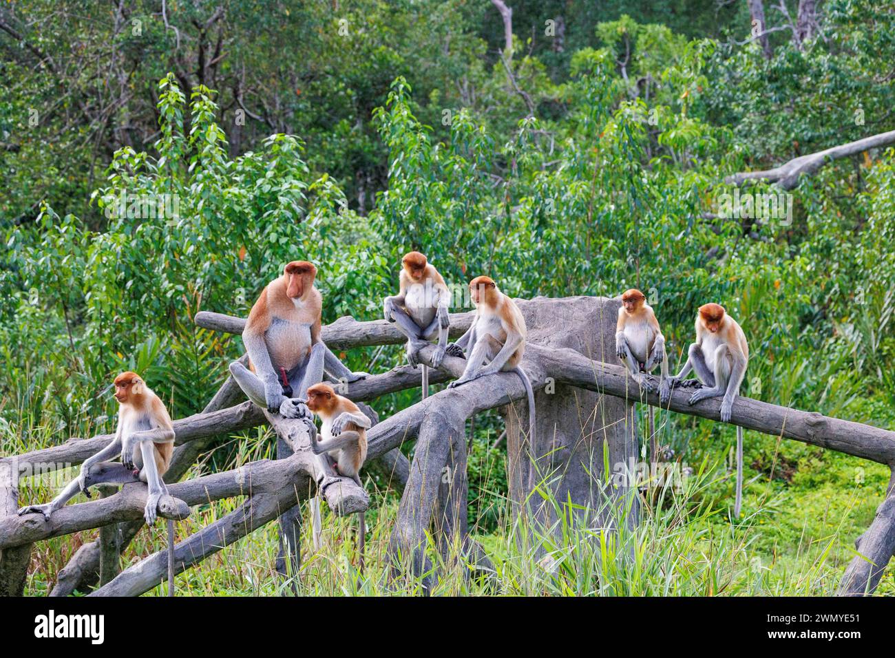 Labuk bay proboscis monkey sanctuary hi-res stock photography and ...
