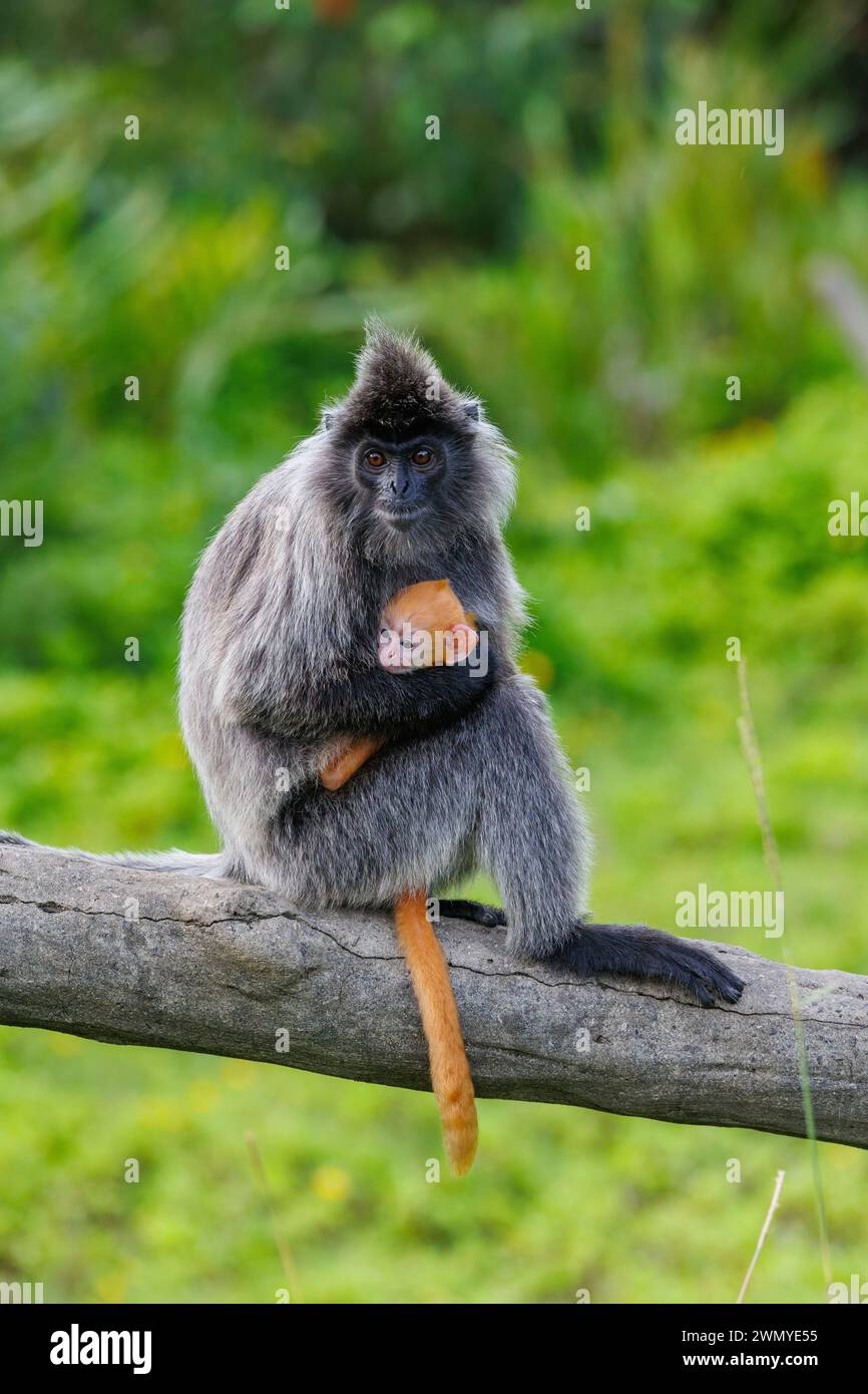 Malaysia, Borneo, Sabah, Reserve of Labuk Bay, silvery lutung or ...