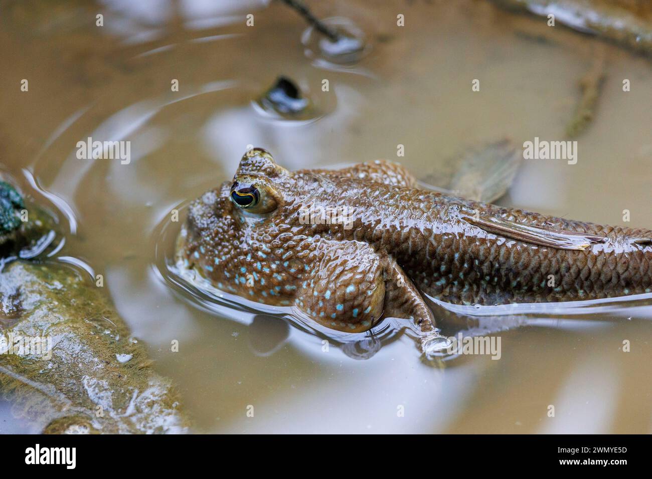 Southeast Northern Borneo, Malaysia, Sabah, Labuk Bay Sanctuary, Giant ...