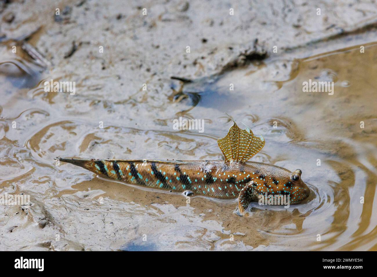 Malaysia, Borneo, Sabah, Labuk Bay Sanctuary, Blue-spotted Mudskipper ...