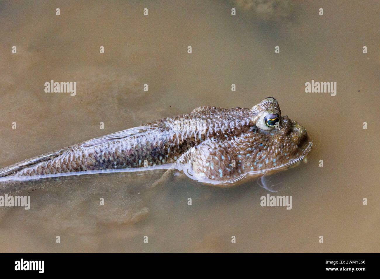 Southeast Northern Borneo, Malaysia, Sabah, Labuk Bay Sanctuary, Giant ...