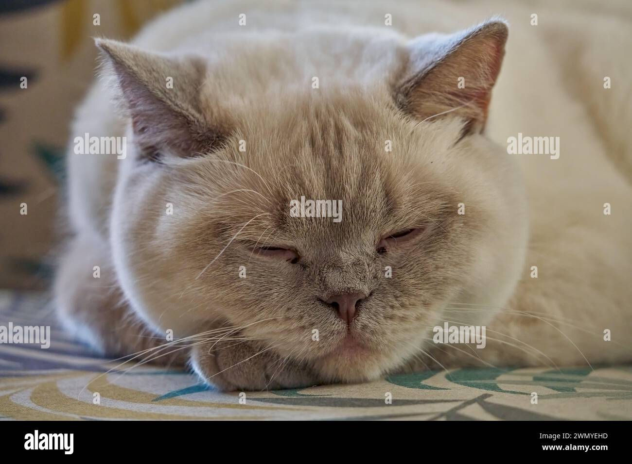 Blue eyed eyes British shorthair kitten cream catkin colorpoint with ...