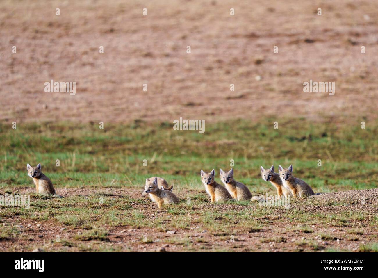 Mongolia, East Mongolia, Steppe area, Joungs Corsac fox (Vulpus corsac ...