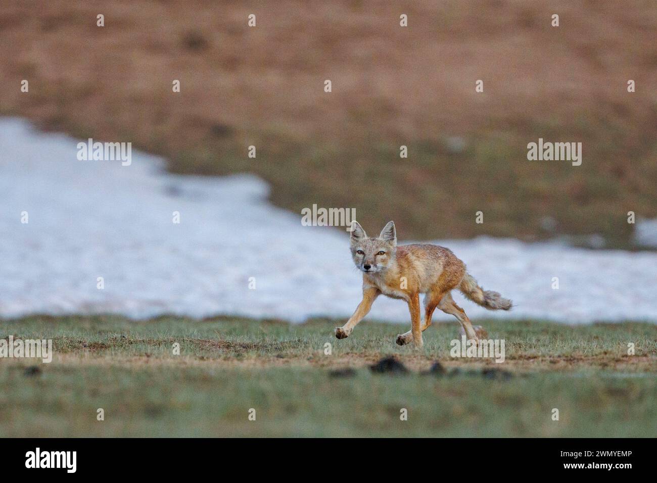 Mongolia, Eastern Mongolia, Steppe, Young Corsac Fox (Vulpus corsac ...