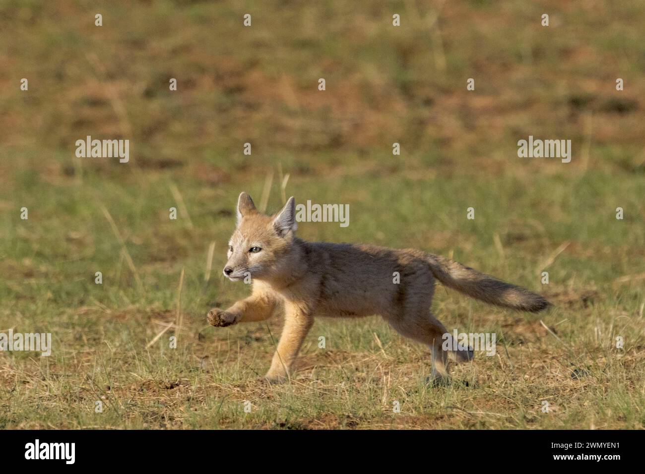 Mongolia, East Mongolia, Steppe area, Joungs Corsac fox (Vulpus corsac ...