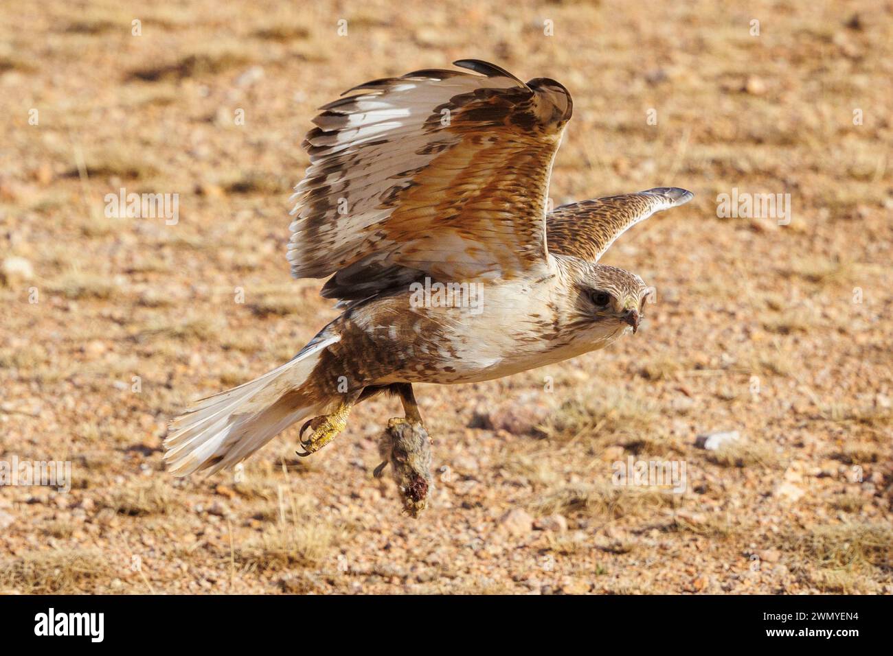 Mongolia, Eastern Mongolia, Steppe, Chinese Hawk (Buteo hemilasius ...