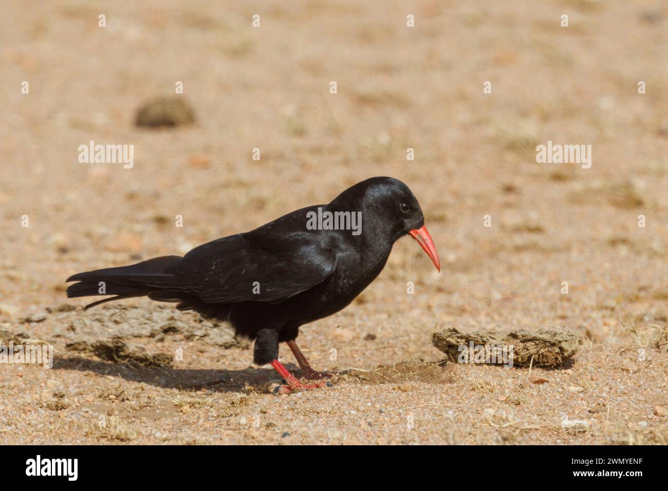 Chough foraging hi-res stock photography and images - Alamy