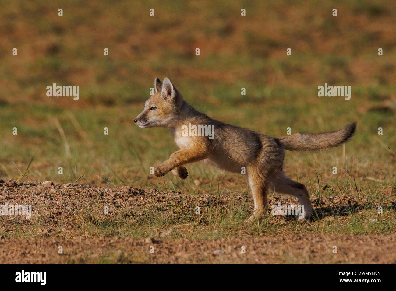 Mongolia, East Mongolia, Steppe area, Joungs Corsac fox (Vulpus corsac ...