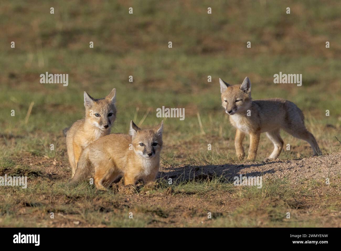 Mongolia, East Mongolia, Steppe area, Joungs Corsac fox (Vulpus corsac ...