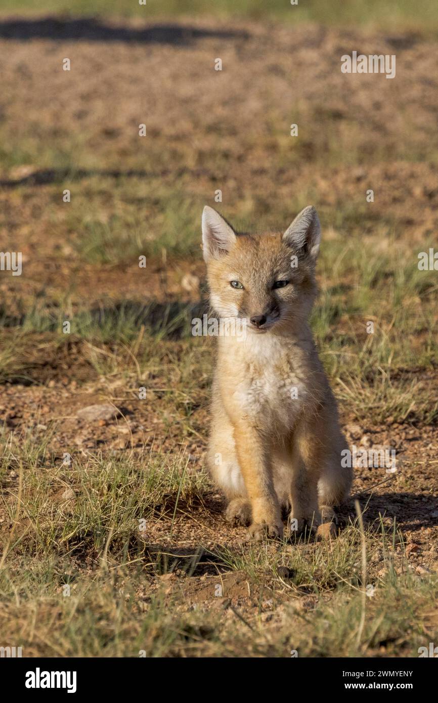 Mongolia, East Mongolia, Steppe area, Joungs Corsac fox (Vulpus corsac ...