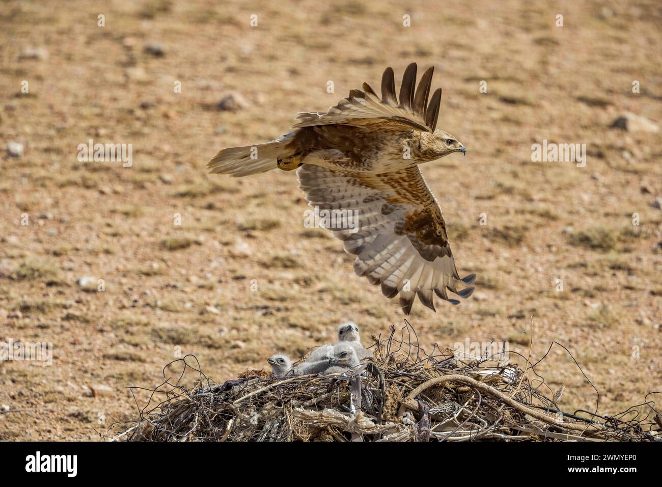 Mongolia, Eastern Mongolia, Steppe, Upland Buzzard (Buteo hemilasius ...