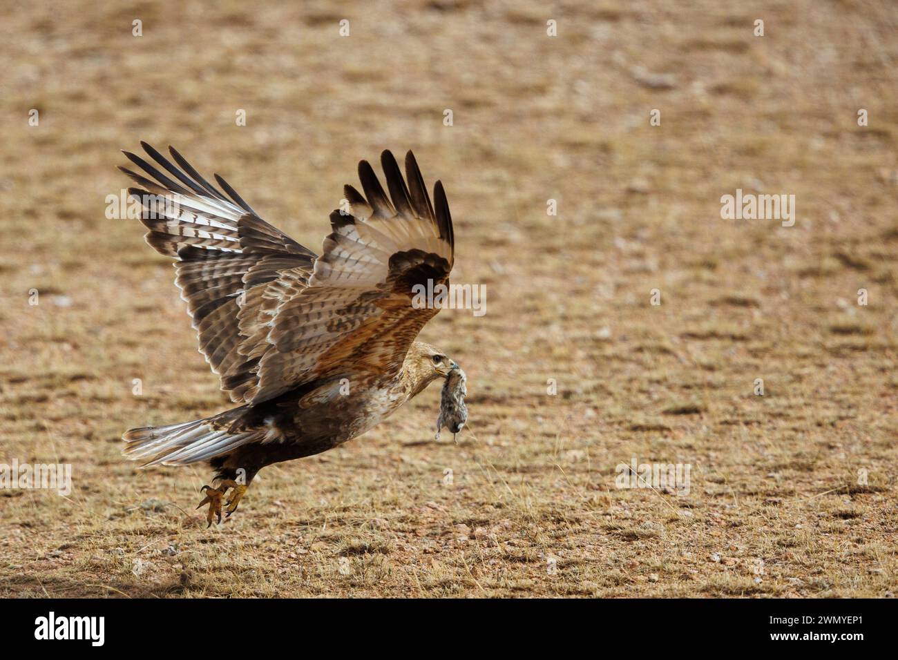 Mongolia, Eastern Mongolia, Steppe, Chinese Hawk (Buteo hemilasius), in ...