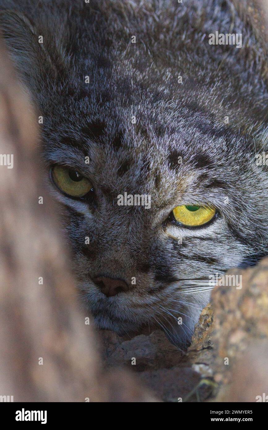 Mongolia, East Mongolia, Steppe area, Pallas's cat (Otocolobus manul ...