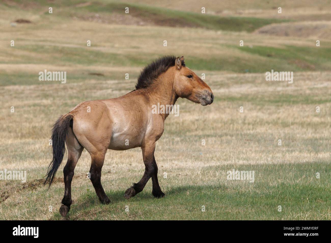 Mongolia, Hustai National Park, Przewalski's horse or Mongolian wild ...