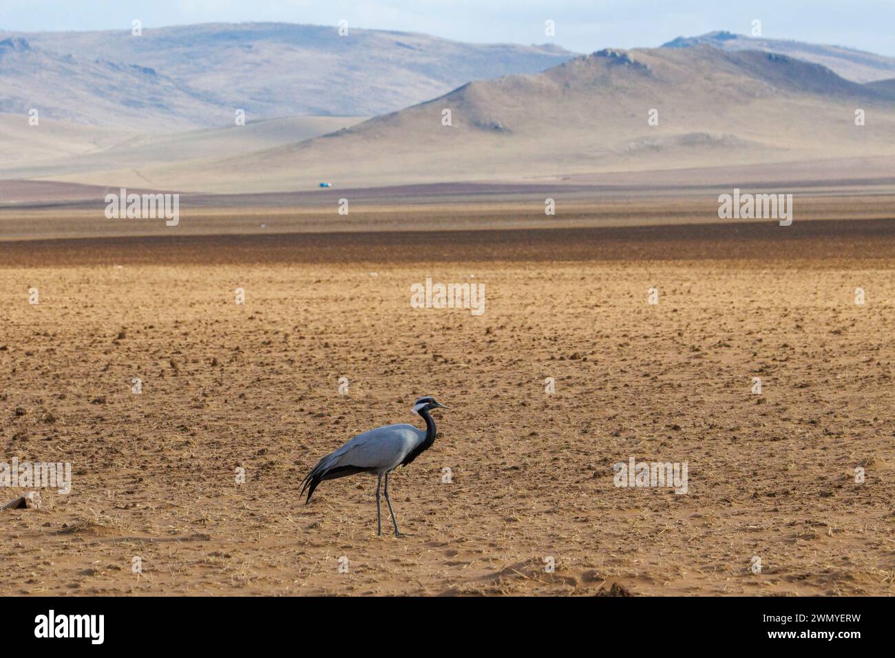 Mongolia, Central part, Steppe transformed into crops, Steppe, Demoiselle Crane or Numidian ...