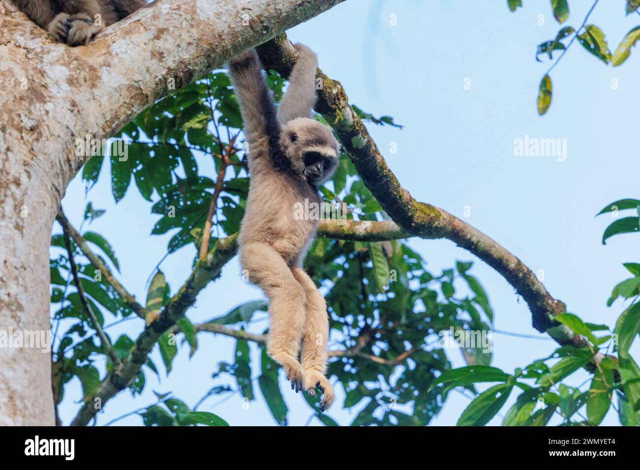 Malaysia, Borneo, Sabah, Tabin Nature Reserve, Müller's gibbon funereus ...