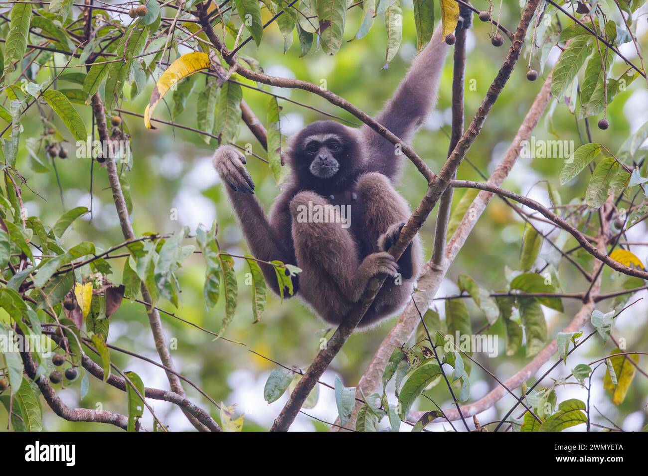 Malaysia, Borneo, Sabah, Tabin Nature Reserve, Müller's gibbon funereus ...