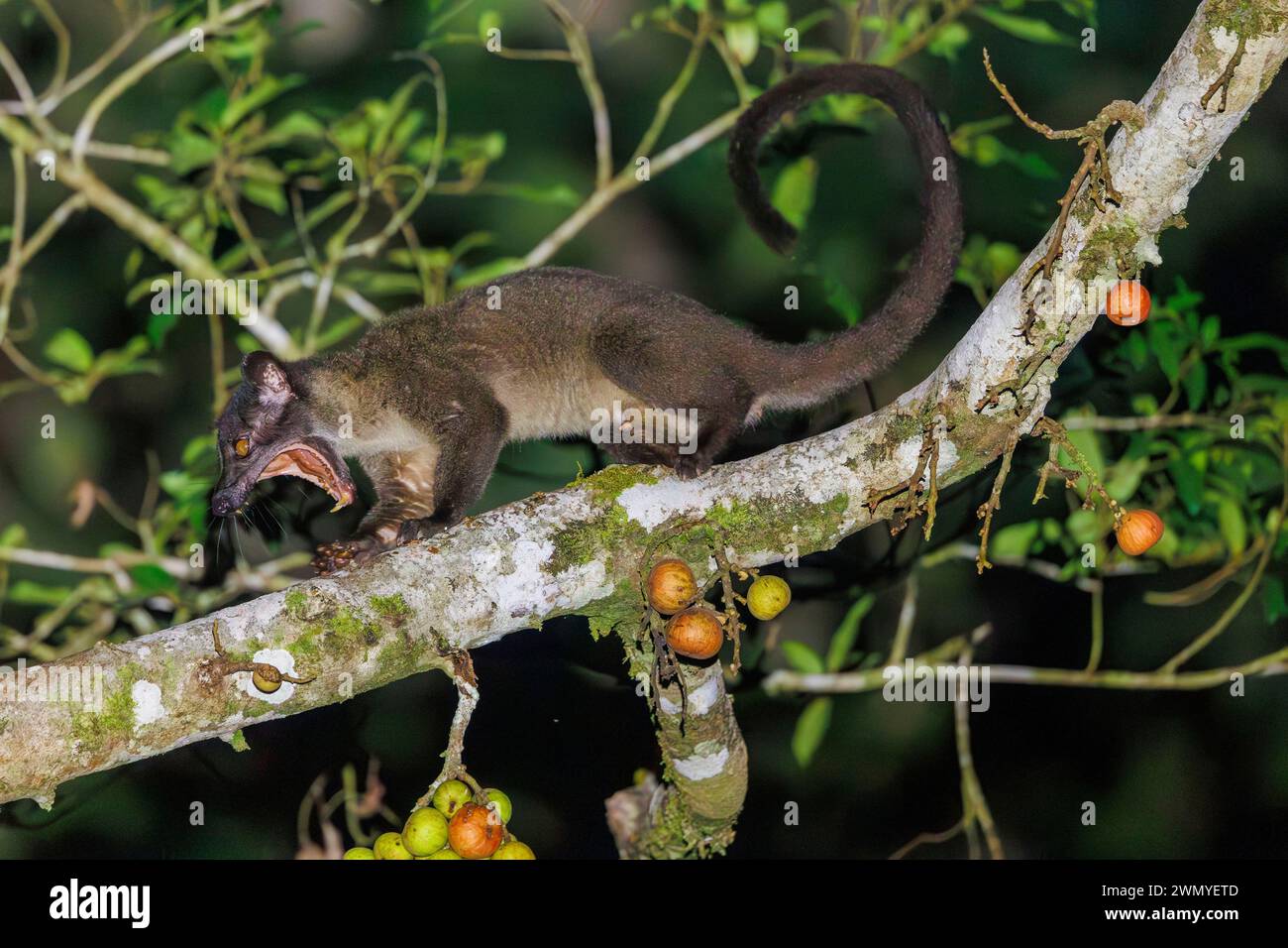 Southeast Northern Borneo, Malaysia, Sabah, Tabin Nature Reserve, small ...
