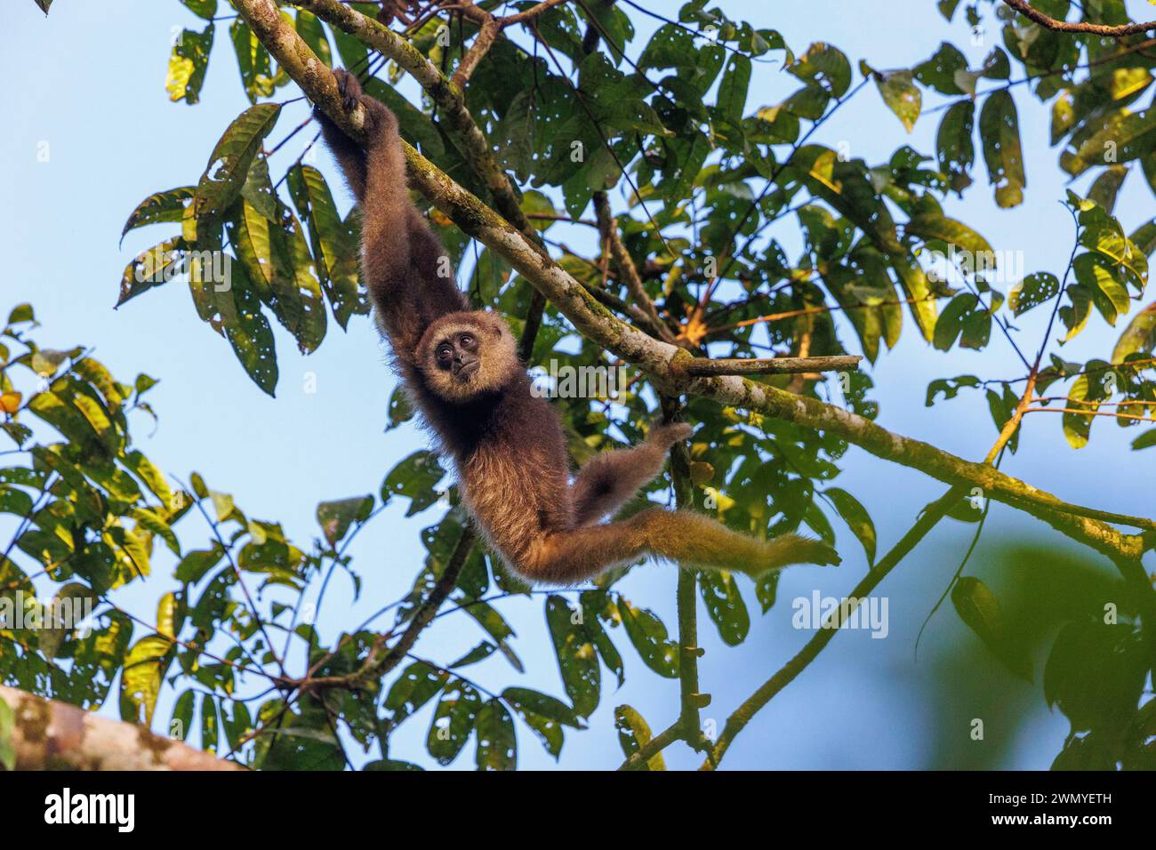 Malaysia, Borneo, Sabah, Tabin Nature Reserve, Müller's gibbon funereus ...