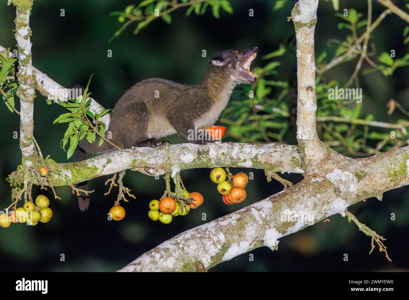 Southeast Northern Borneo, Malaysia, Sabah, Tabin Nature Reserve, small ...