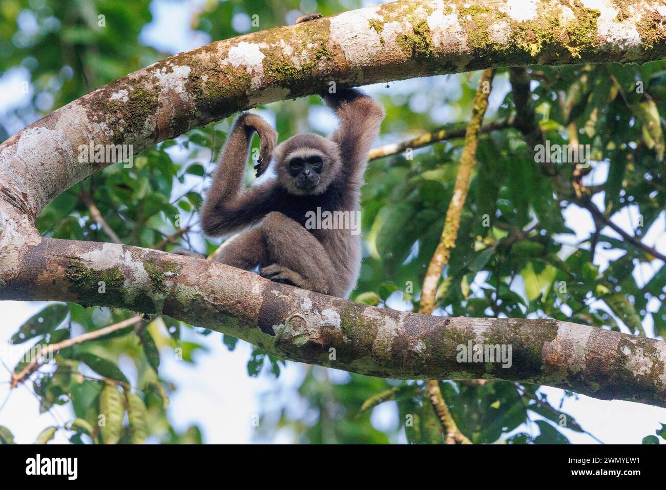 Malaysia, Borneo, Sabah, Tabin Nature Reserve, Müller's gibbon funereus ...