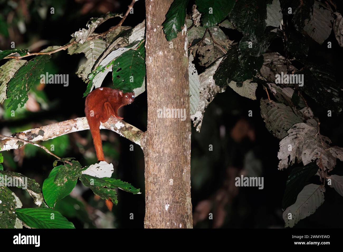 Malaysia, Borneo, Sabah, Deramakot Nature Reserve, Deramakot is a model ...