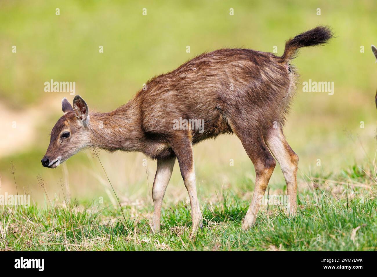 Rusa unicolor sabah hi-res stock photography and images - Alamy