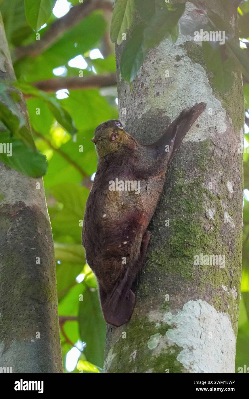 Philippine flying lemur hi-res stock photography and images - Alamy