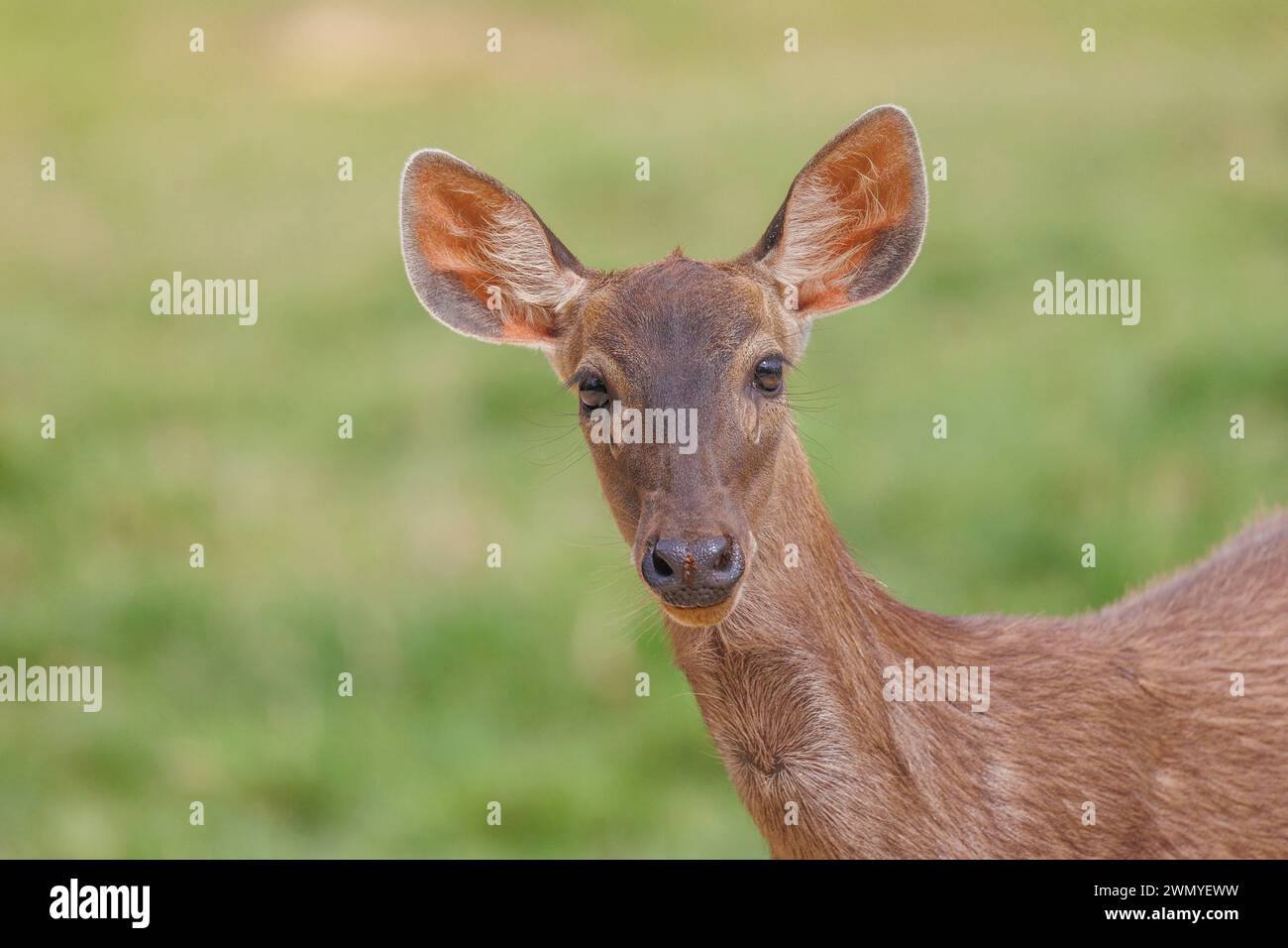 Malaysia, Borneo, Sabah, Reserve where animals are bred for ...