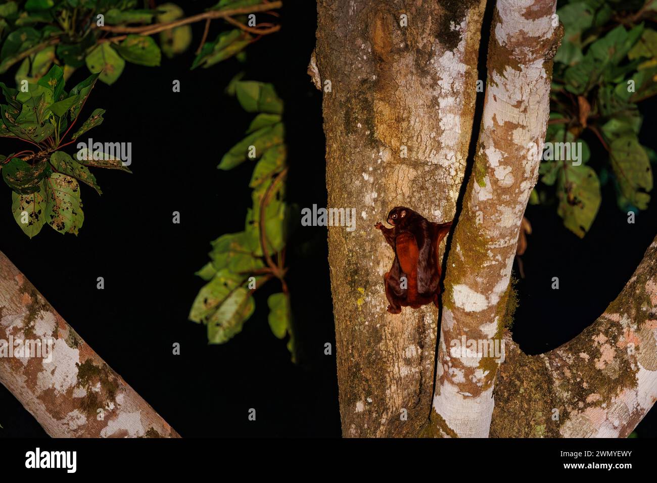 Malaysia, Borneo, Sabah, Deramakot Nature Reserve, Deramakot is a model ...