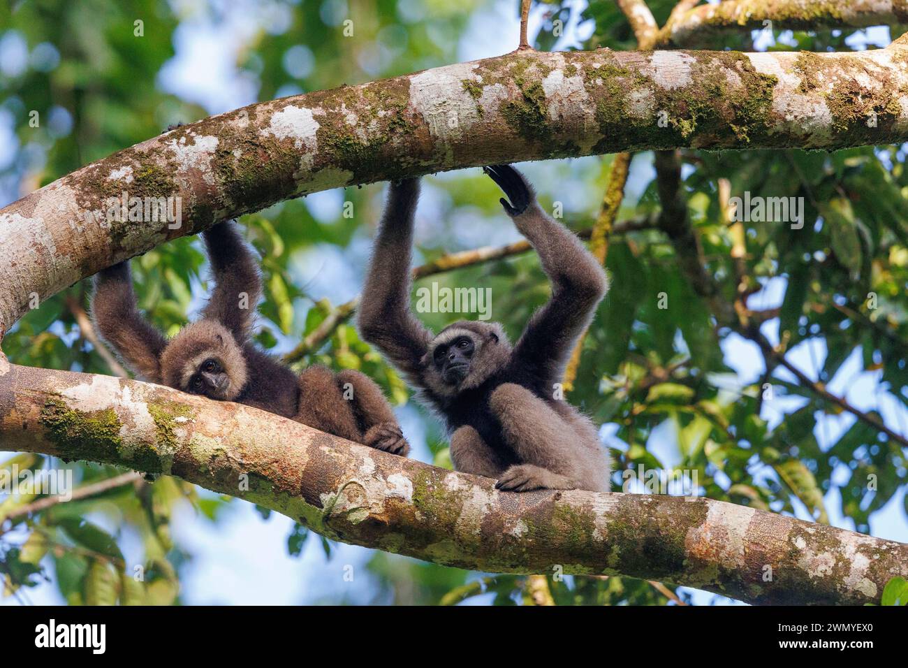 Malaysia, Borneo, Sabah, Tabin Nature Reserve, Müller's gibbon funereus ...