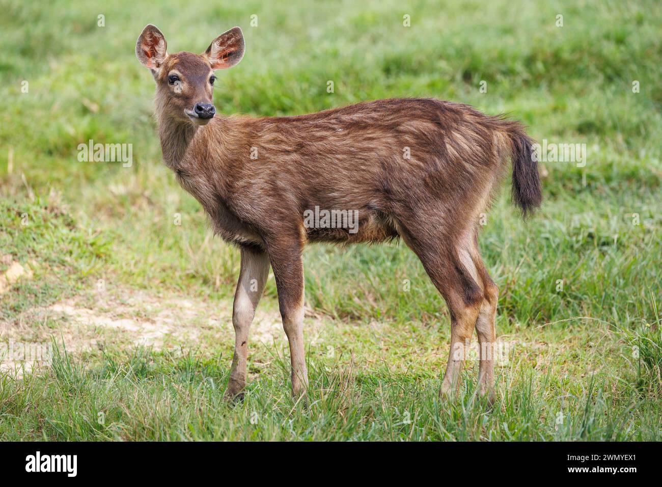 Malaysia, Borneo, Sabah, Reserve where animals are bred for ...