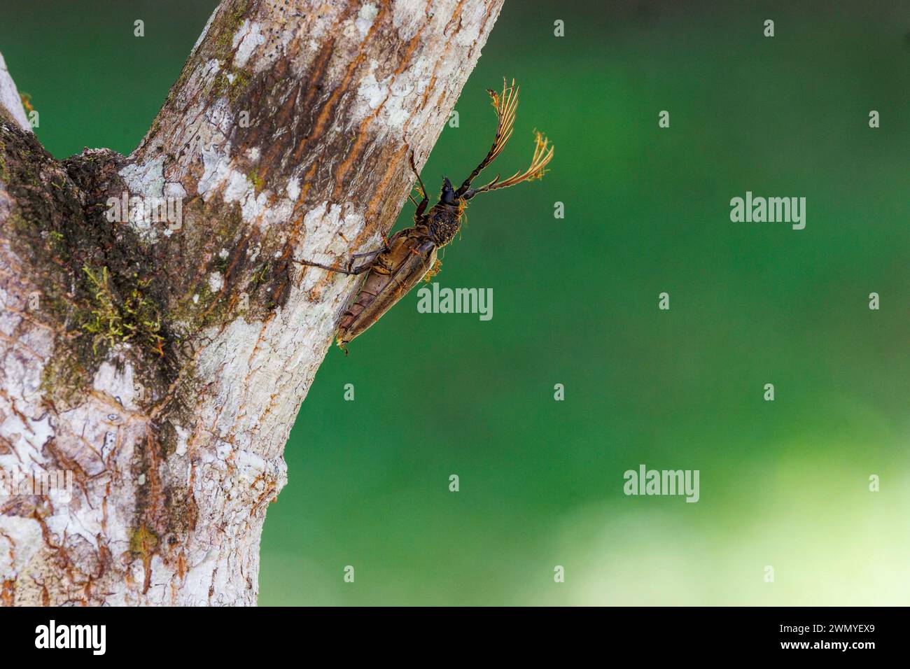 Southeast asia beetle hi-res stock photography and images - Alamy