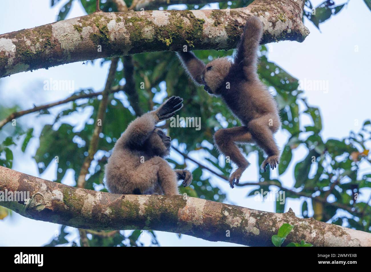 Malaysia, Borneo, Sabah, Tabin Nature Reserve, Müller's gibbon funereus ...