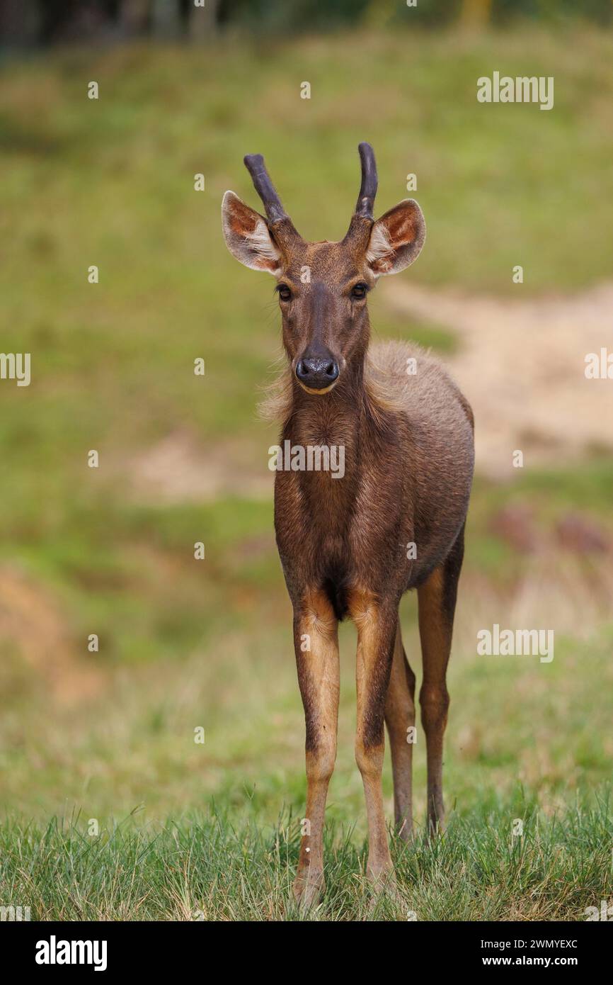 Malaysia, Borneo, Sabah, Reserve where animals are bred for ...