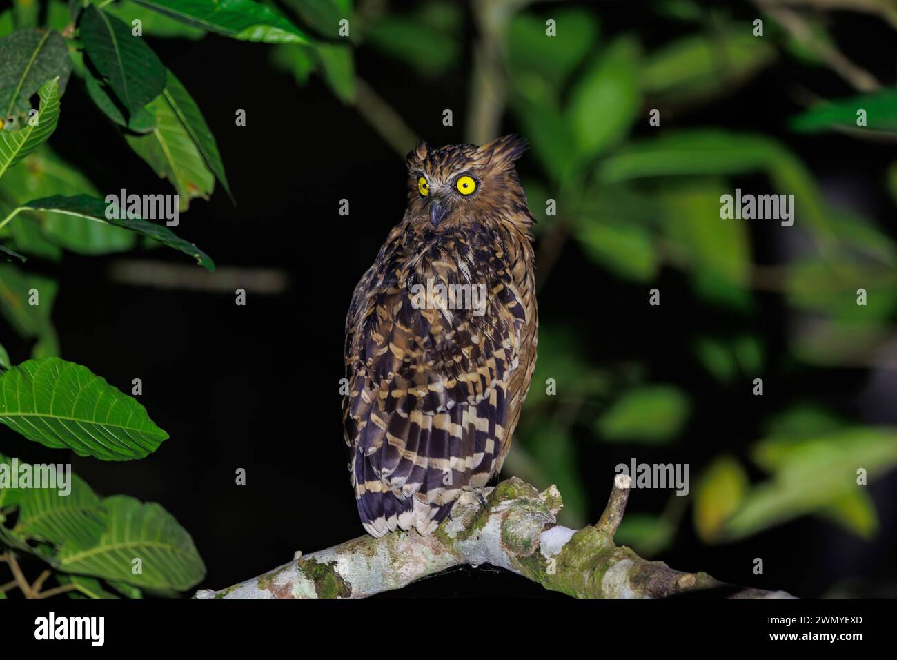 Southeast Northern Borneo, Malaysia, Sabah,, Tabin Wildlife Reserve ...