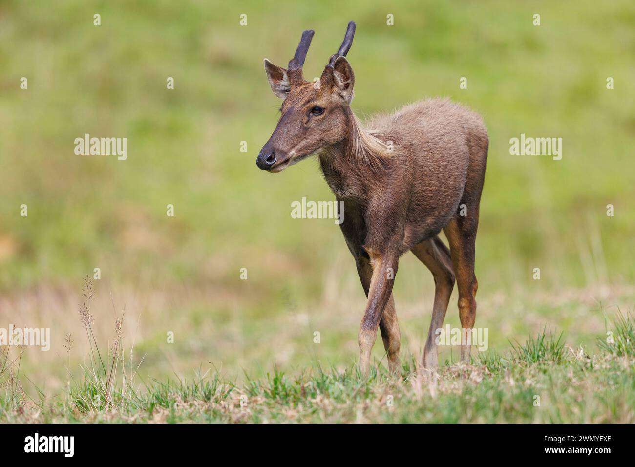Malaysia, Borneo, Sabah, Reserve where animals are bred for ...