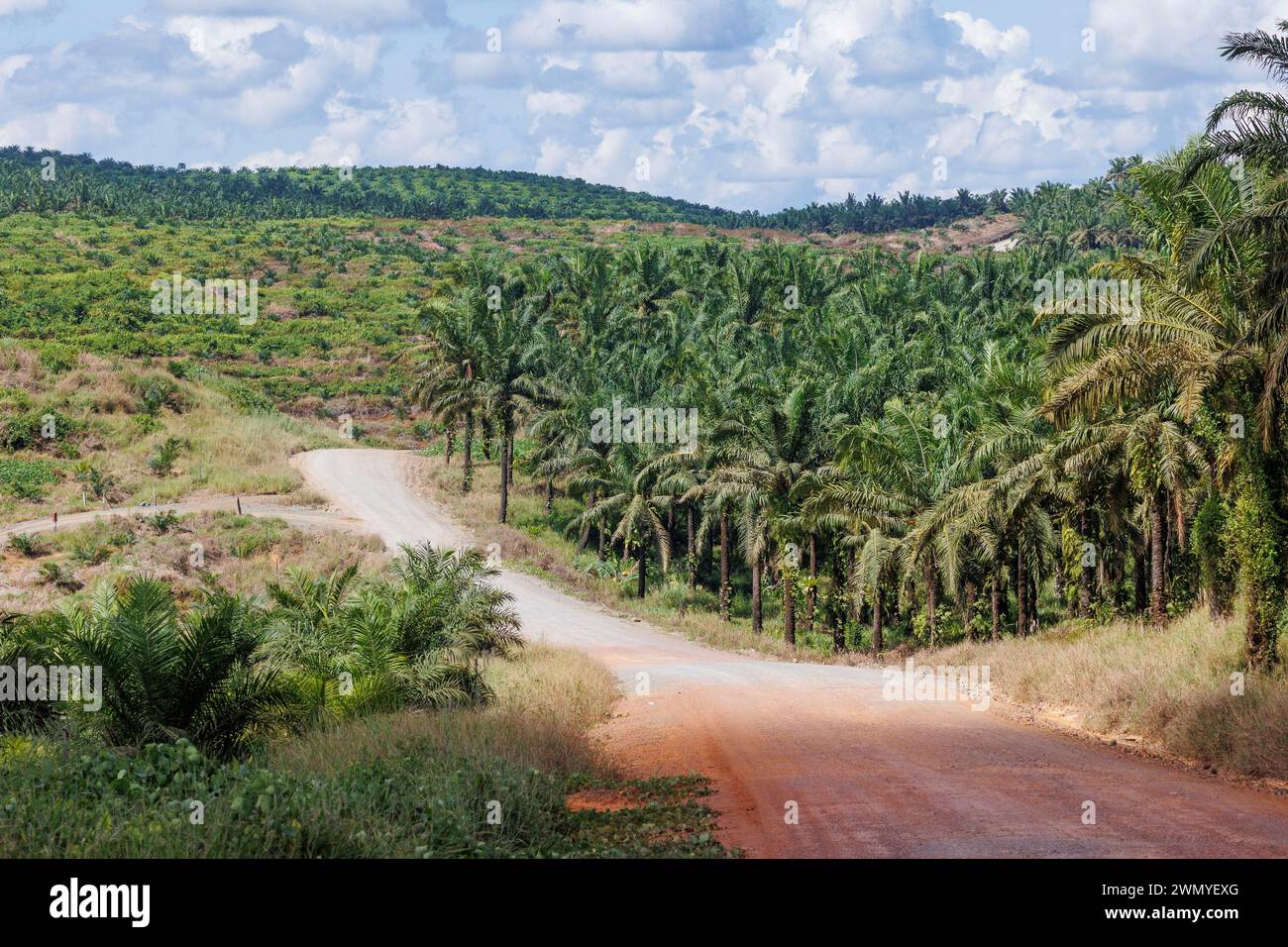 Southeast Northern Borneo, Malaysia, Sabah, Tabin Nature Reserve ...