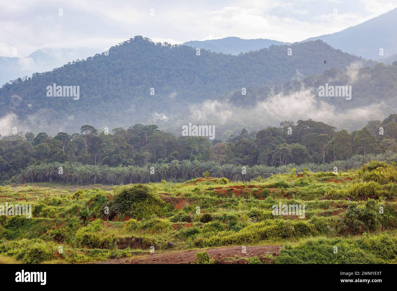 Southeast Northern Borneo, Malaysia, Sabah, Tabin Nature Reserve ...