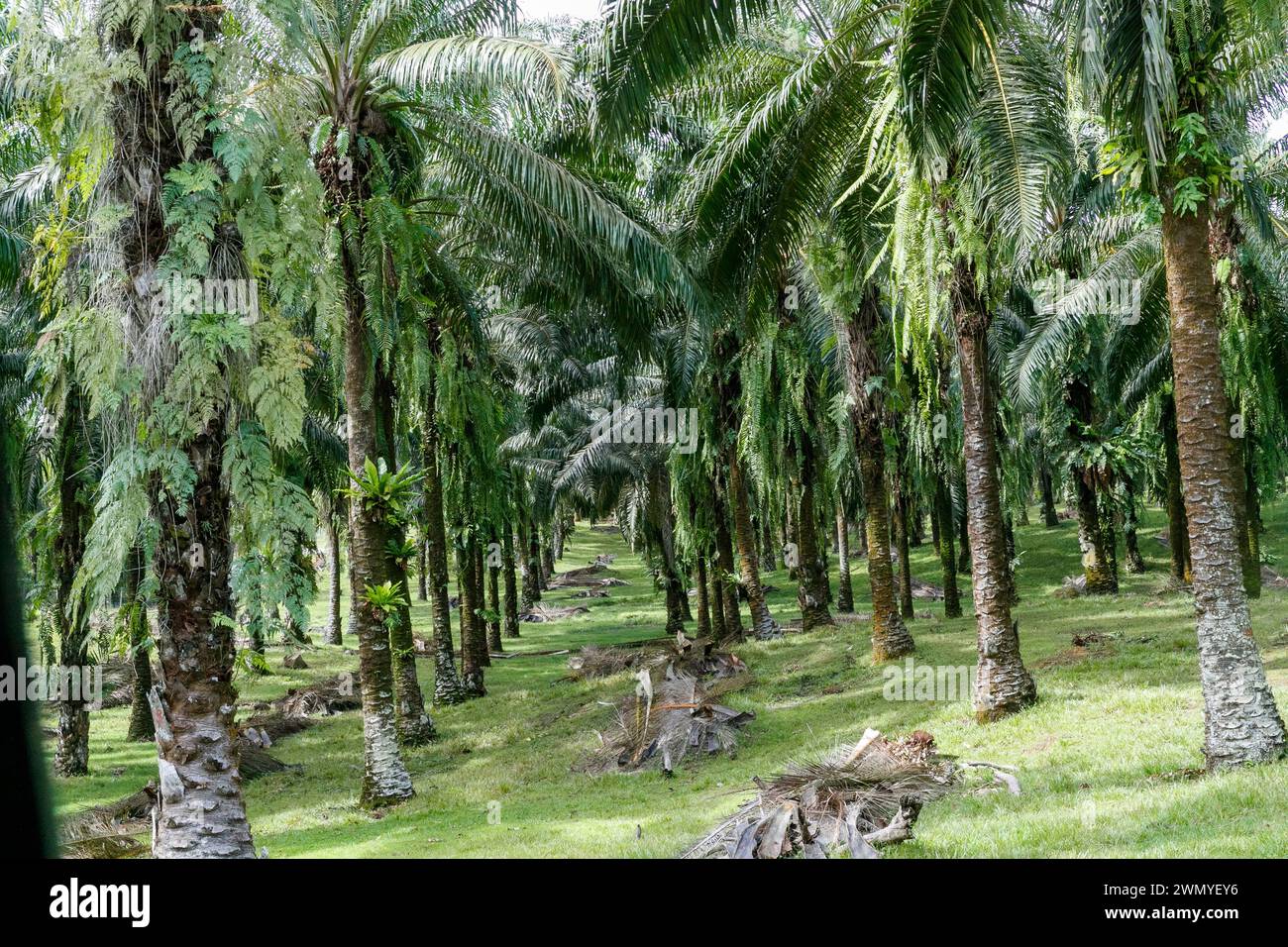 Malaysia, Borneo, Sabah, Sandakan, oil palm plantation Stock Photo - Alamy