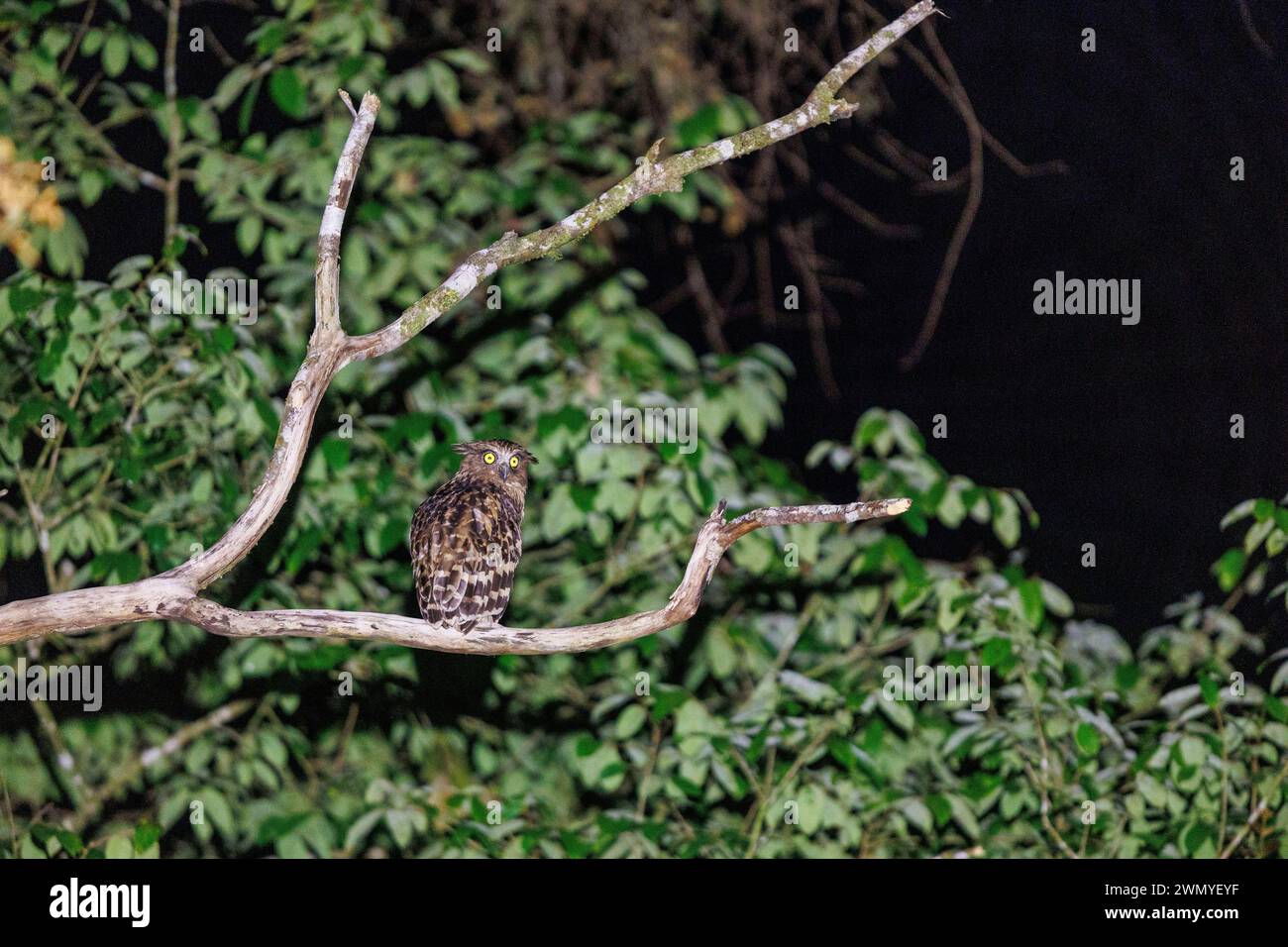 Southeast Northern Borneo, Malaysia, Sabah,, Tabin Wildlife Reserve ...