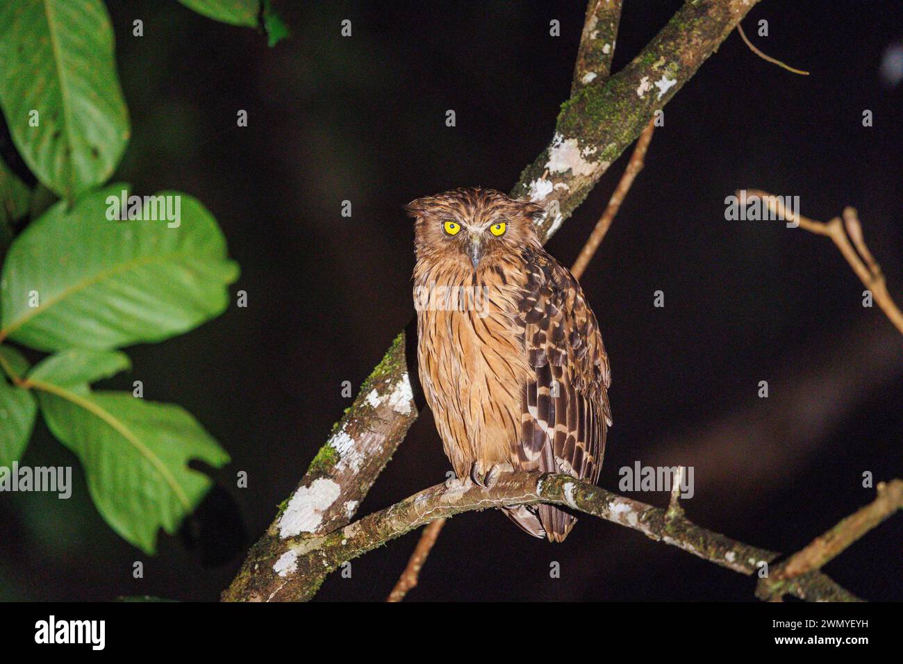 Southeast Northern Borneo, Malaysia, Sabah,, Tabin Wildlife Reserve ...