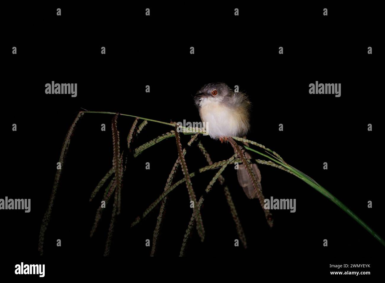 Malaysia, Borneo, Sabah, Tabin Nature Reserve, Yellow-bellied Prinia ...